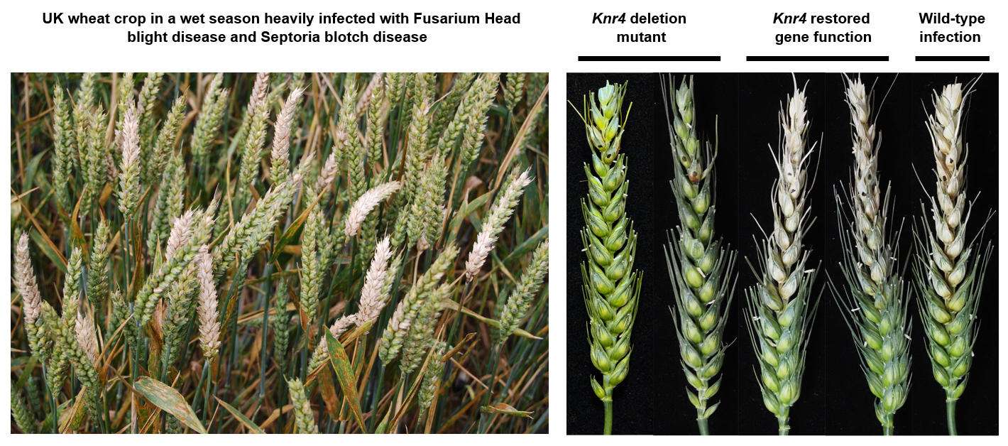 “Killer” fungal gene could provide key to wheat disease control | Rothamsted Research
